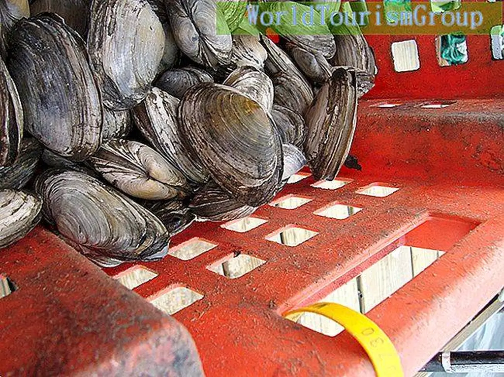 Лучшие пятна бостона для нового похлебка моллюсков